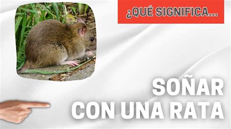 QUÉ SIGNIFICA SOÑAR CON UNA RATA YouTube