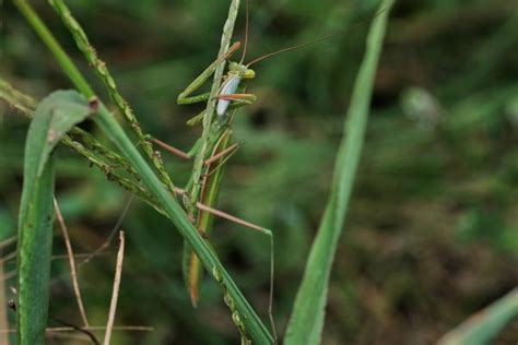 Mantis religiosa Características dónde vive y alimentación