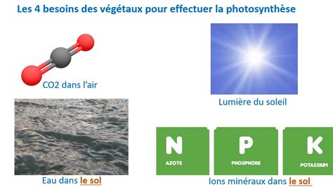 4 besoins végétaux Sciences nature fr