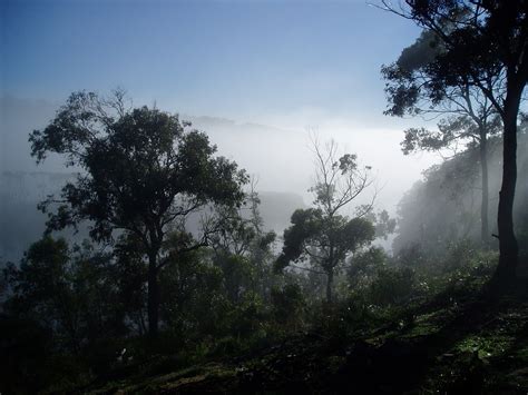 Sea Fog Trees Foggy Free Photo On Pixabay