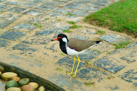 Beautiful Red Wattled Lapwing Bird Vanellus Indicus Stock Image