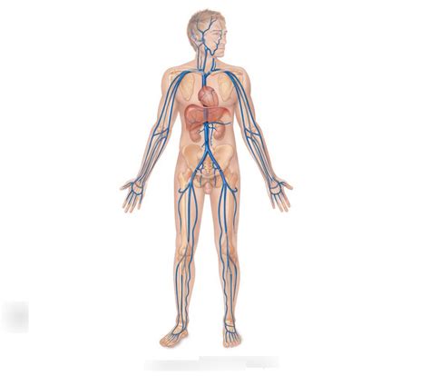 Lab Exam 4 Vein Anatomy Diagram Quizlet