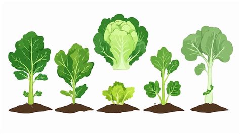 Cabbage Plant Growth Stages Green Leaves Plant Premium AI Generated