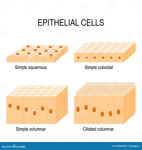 Types Of Epithelial Cells Stock Vector Illustration Of Epithelium