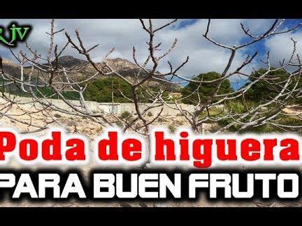 Poda De Higuera Gu A Completa Para Un Cultivo Saludable Y Abundante