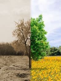 Los Efectos Del Uso Irracional De Los Recursos Naturales