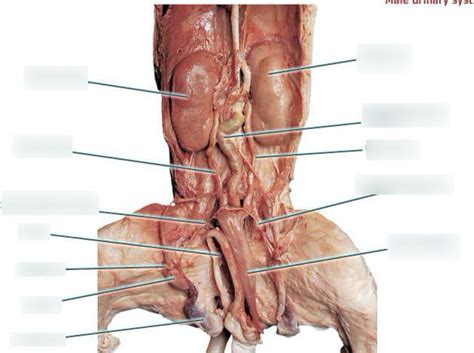 Male Urinary System Diagram Quizlet