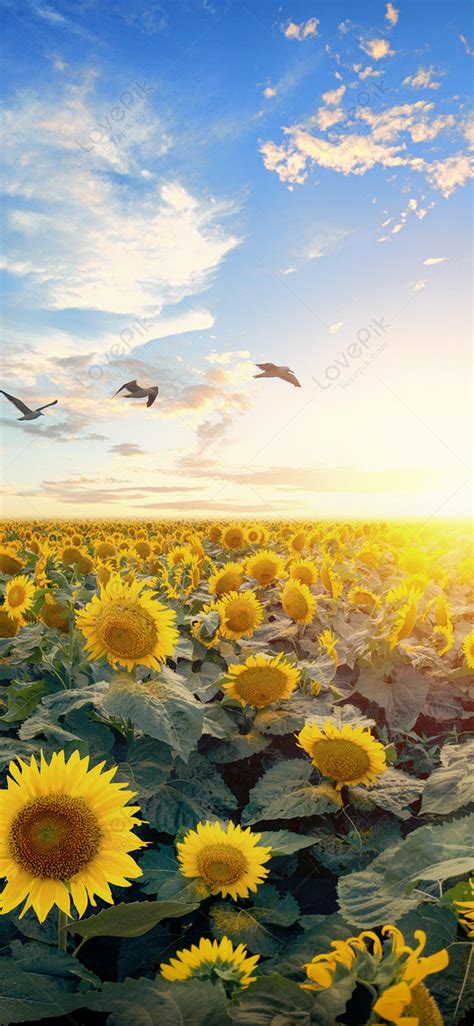El Top Imagen 99 Imagenes De Girasol Para Fondo De Pantalla Abzlocal Mx