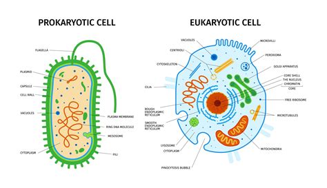 Prokaryotic Vs Eukaryotic Cell Under Microscope