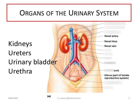 Urinary System Anatomy Diagram Diagram Quizlet