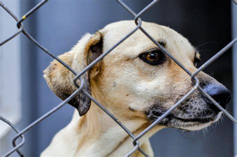 Neste sábado 18 tem campanha de adoção de animais no Parque Infantil