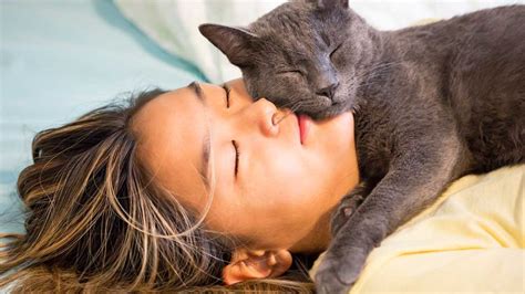 Dormir Con El Gato Es Buena Idea Hacerlo Beneficios E Inconvenientes