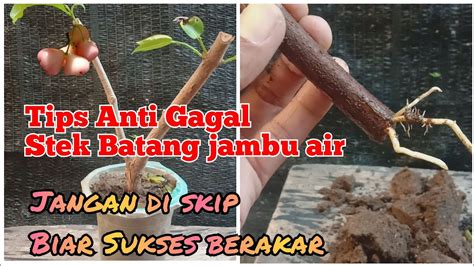 Stek Batang Jambu Air Mudah Tumbuh Dan Berakar YouTube