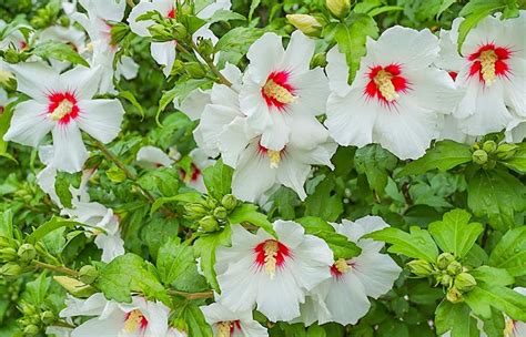 Zimowanie hibiskusa Jak ochronić hibiskus przed mrozem Poradnik