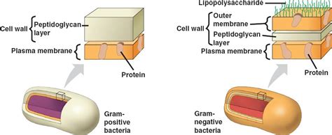 Prokaryote Wall Html Cellwall
