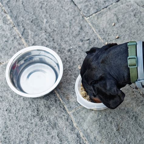 El hocico de los perros un laboratorio químico vivo