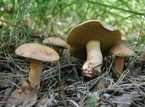 Maślak sitarz Atlas Grzybów