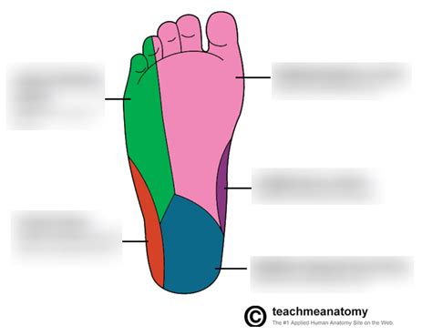 Nerve Innervation To The Foot Diagram Quizlet