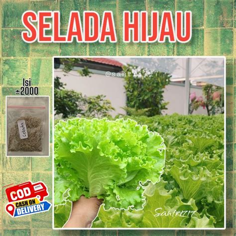 Benih Selada Hijau Keriting Lazada Indonesia