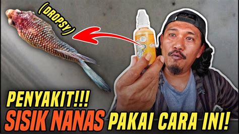 Cara Mengobati Ikan Cupang Terkena Sisik Nanas Menyembuhkan Dropsy
