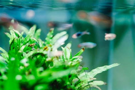 How To Sanitize Aquarium Plants Fishn Addiction