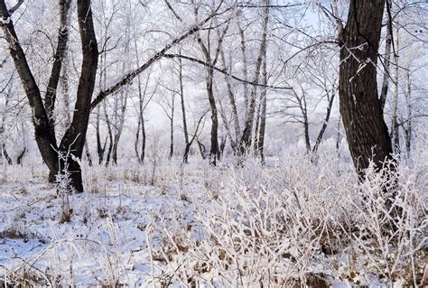 무료 이미지 경치 나무 숲 분기 겨울 서리 얼음 가을 날씨 시즌 가지 삼림지 동결 자연 환 경 우디