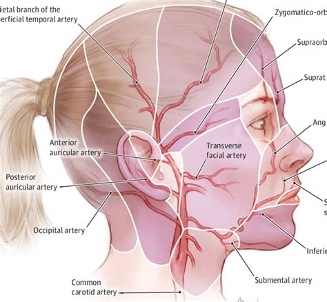 Lip Vascular Event Dermal Filler Google Search Facial Anatomy Brain