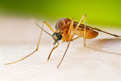 Virusul West Nile în România Ce este Virusul West Nile