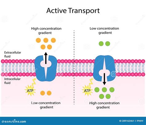 Active Transport Across The Cell Membrane Substance Movement Against
