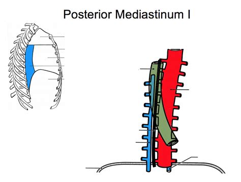 Posterior Mediastinum Diagram Quizlet