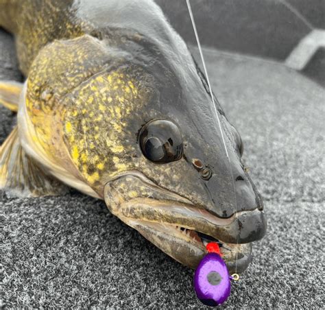 Walleye Jigs For Epic Walleye Fishing Green Bay Trophy Fishing