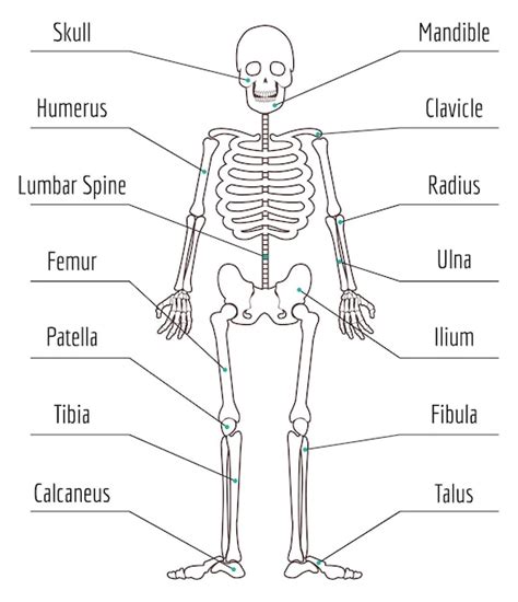 Estructura ósea humana esqueleto anatomía ilustración médica Vector