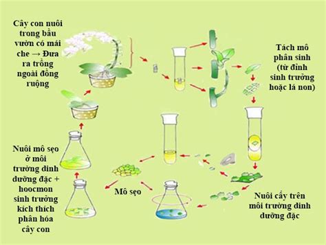 Khái Niệm Công Nghệ Tế Bào Tổng Quan Ứng Dụng và Tiềm Năng Tương Lai