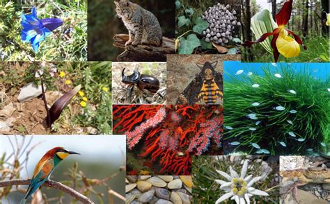 I numeri della biodiversità in Italia IvanBerdini it