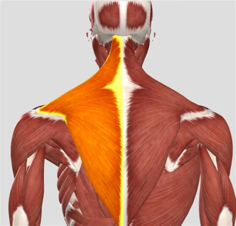 Gross Anatomy Mid Term Muscles Flashcards Quizlet