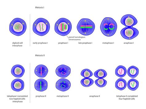 Stages Of Meiosis And Masteringbiology
