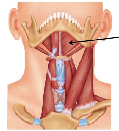 Anterior And Posterior Triangles Of The Neck Flashcards Quizlet