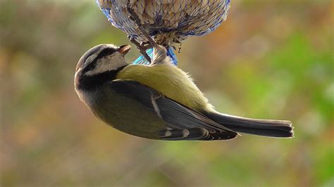 Vogel Meise Blaumeise Kostenloses Foto Auf Pixabay Pixabay