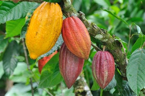 CÓMO CULTIVAR CACAO POR HIDROPONÍA Hydroenvironment