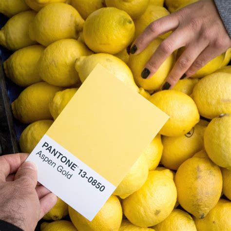 Todo sobre la guía de colores Pantone PintoMiCasa