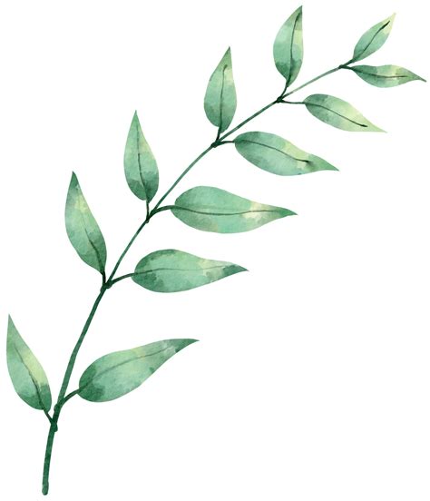 Hoja Verde Png Hoja Planta Verde Png Y Psd Para Descargar Gratis Porn