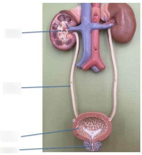 Urinary System Labeling Diagram Quizlet
