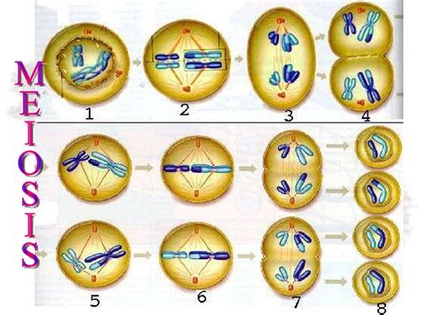 Cienciasseptimo Meiosis