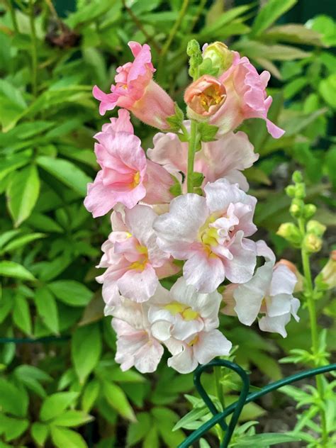 Growing Snapdragons In Your Cut Flower Garden Bricks N Blooms With