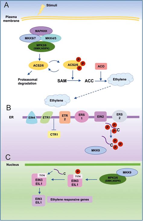 Frontiers Mitogen Activated Protein Kinase Cascades In Plant Hormone