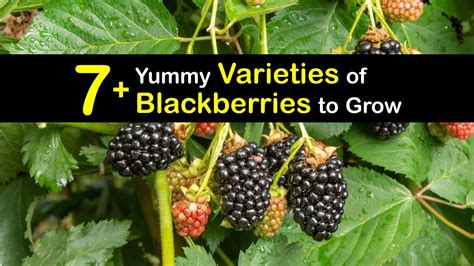 Tipos de Blackberry Increíbles variedades de plantas de Blackberry