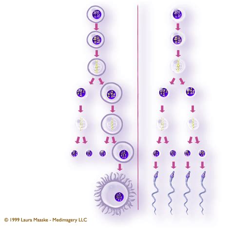 Meiotic Cell Division Gametogenesis A Comparison Between Oogenesis