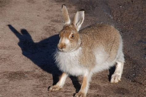 Cuál es la diferencia entre Liebre y Conejo DIFIERE