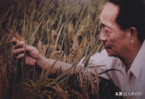 袁隆平简介及主要事迹从富家公子到 当代神农 布稻者袁隆平的一生看哭了 说明书网