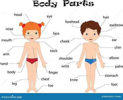 Diagram Of Naked Boy And Girl